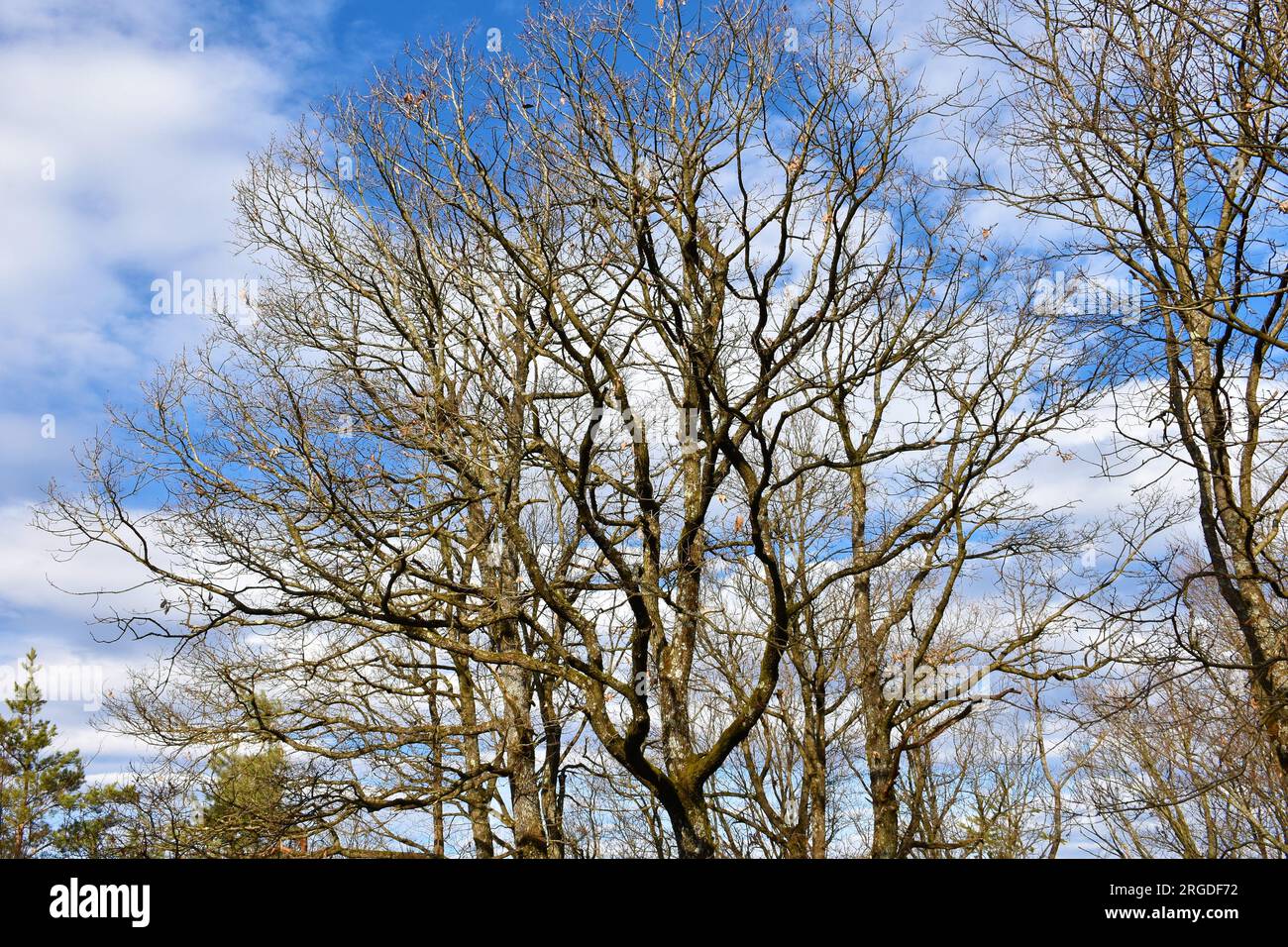 Leafless sessile oak (Quercus petraea) tree Stock Photo - Alamy