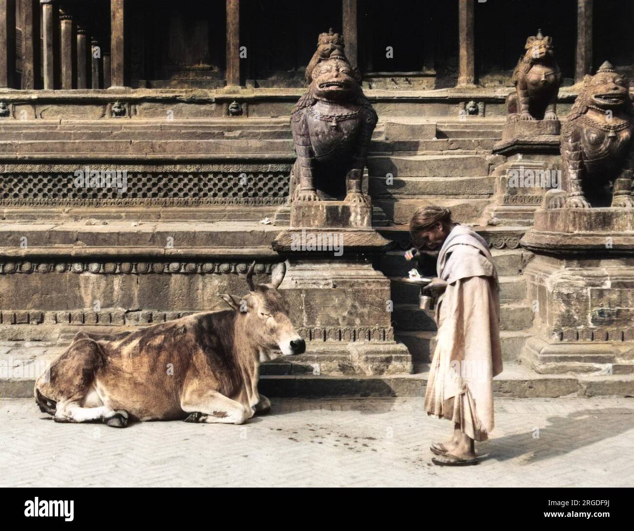 Honouring cow hi-res stock photography and images - Alamy