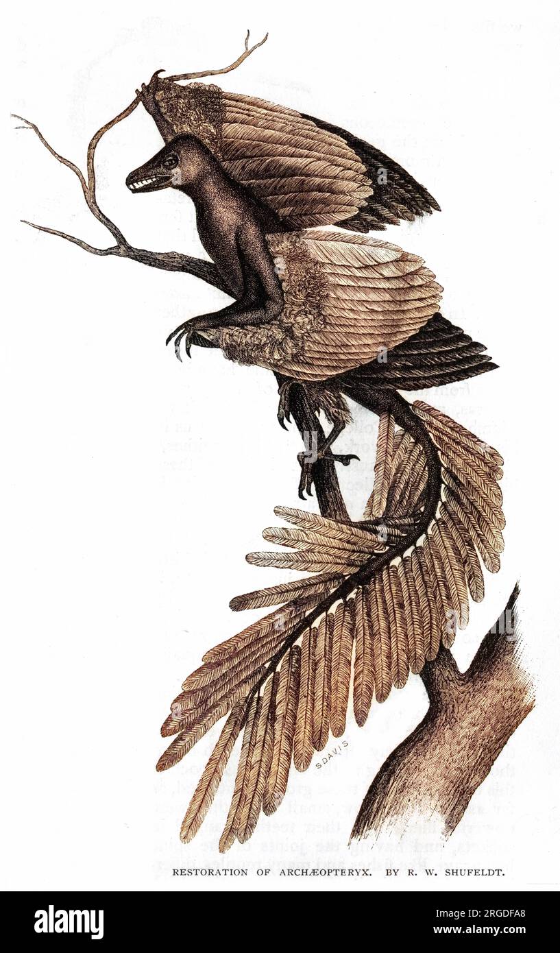 Transitional Fossils Birds