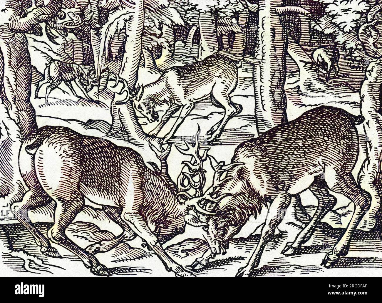 Two bucks hi-res stock photography and images - Alamy