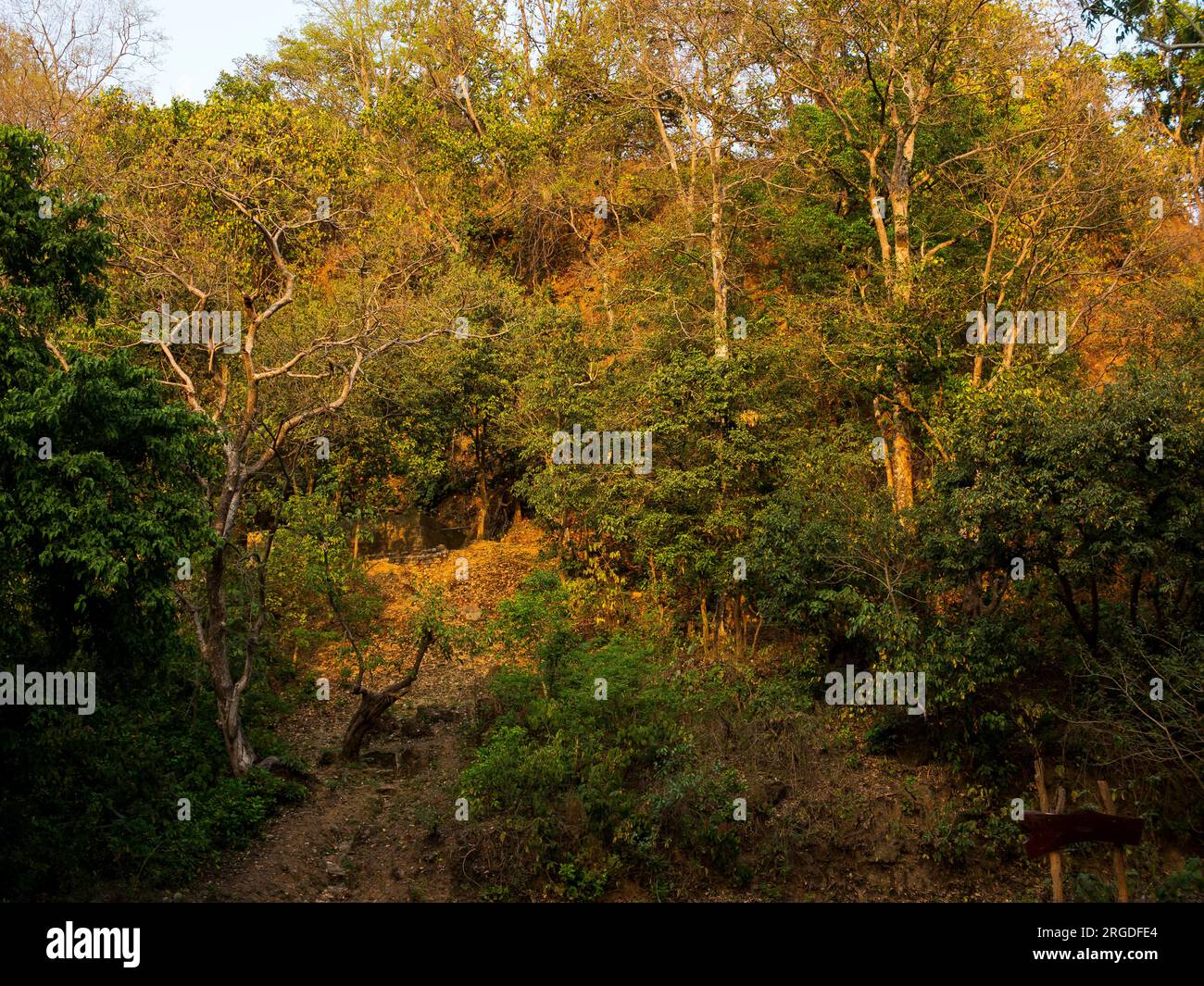 Dense forest hi-res stock photography and images - Alamy