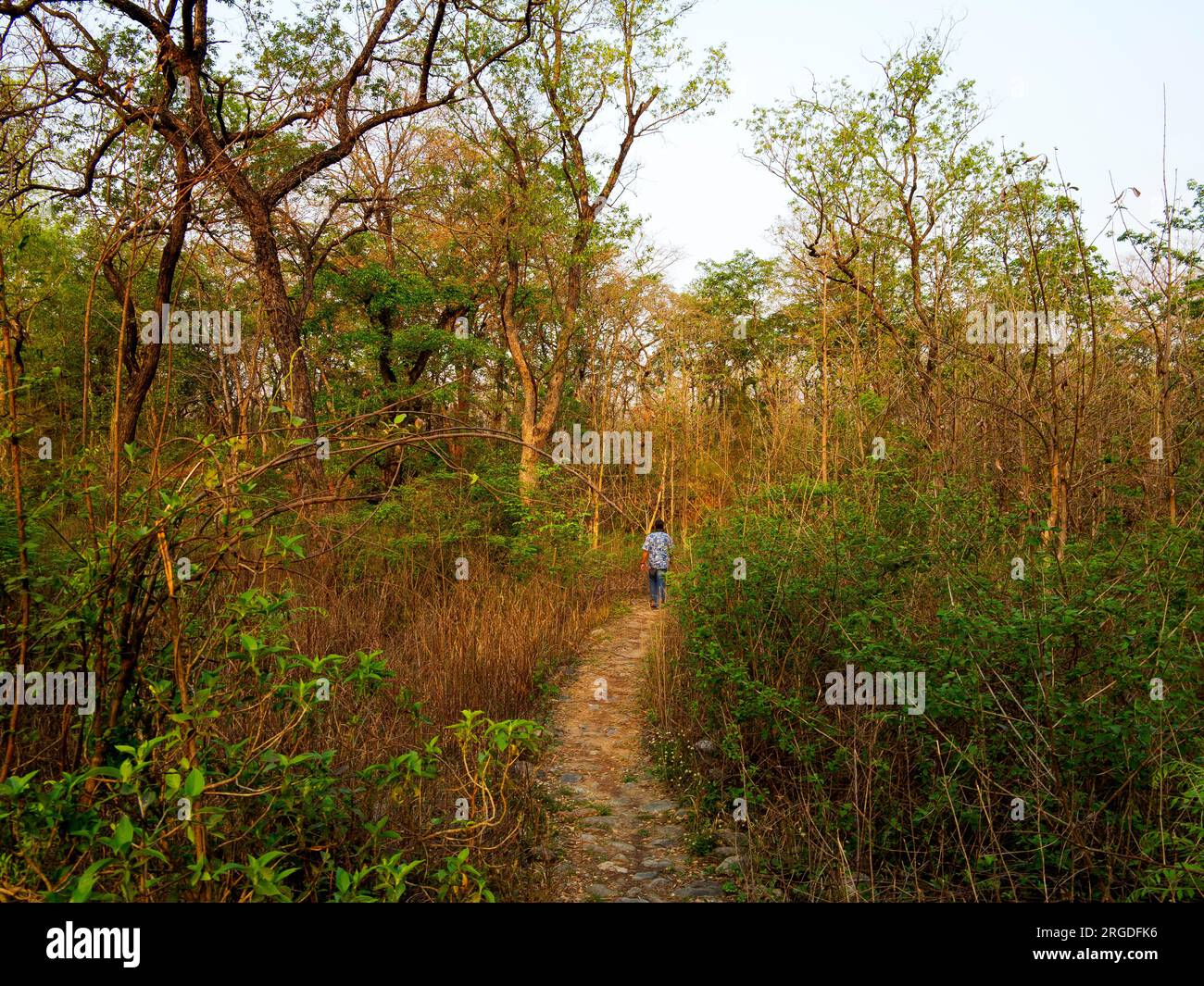 Trekking on Corbett Jungle near Boar river, Kaladhungi, Uttarakhand ...
