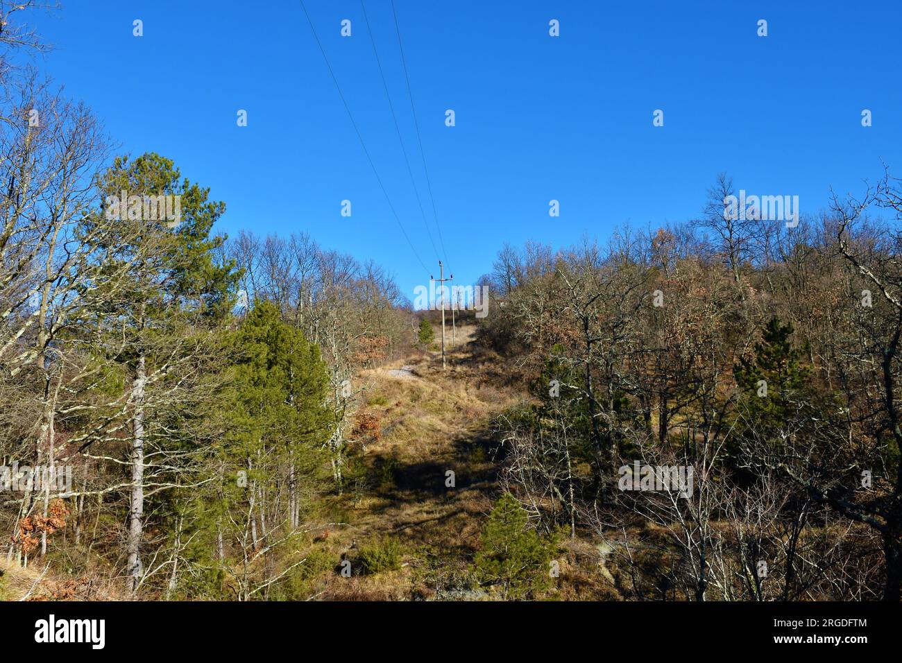 Power lines leading over a slope with forest on the side Stock Photo ...