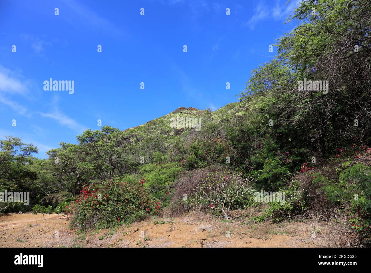 Dense vegetation of flowering shrubs and trees inside a dormant ...