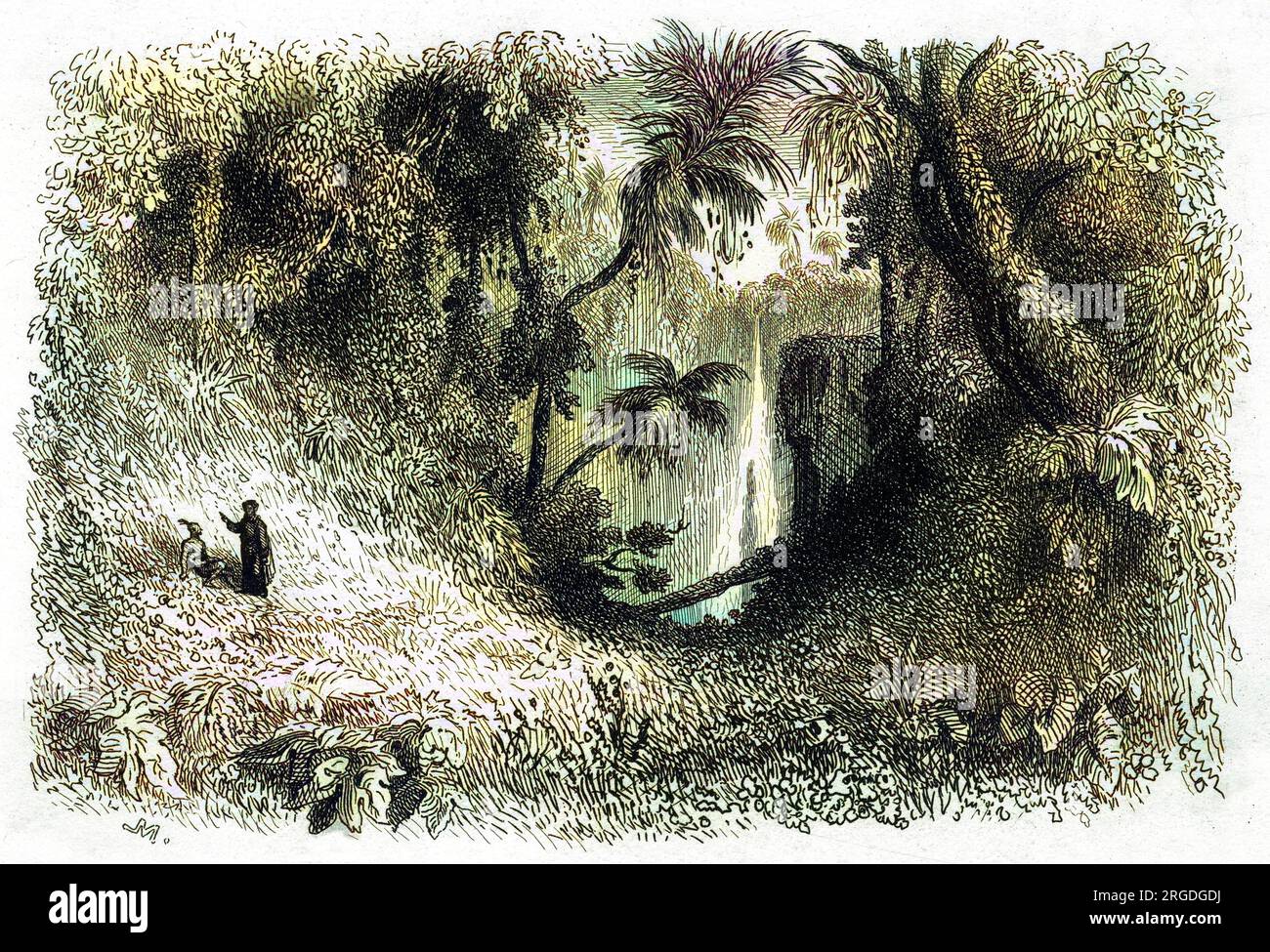 The virgin forest of Brazil Stock Photo - Alamy