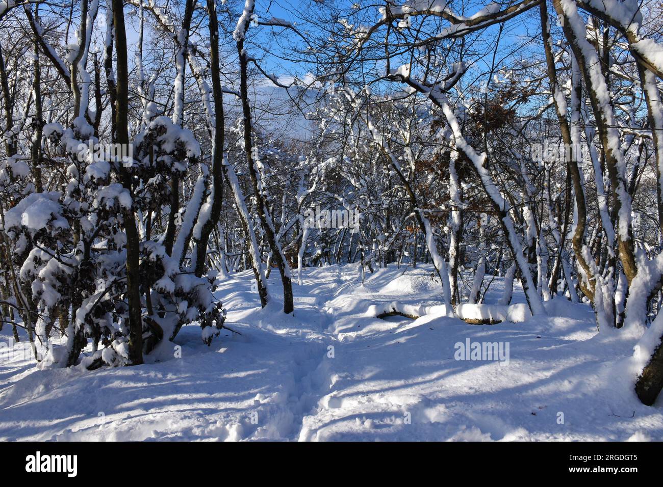 Idyllic winter temperate, deciduous forest with a snow trail Stock ...