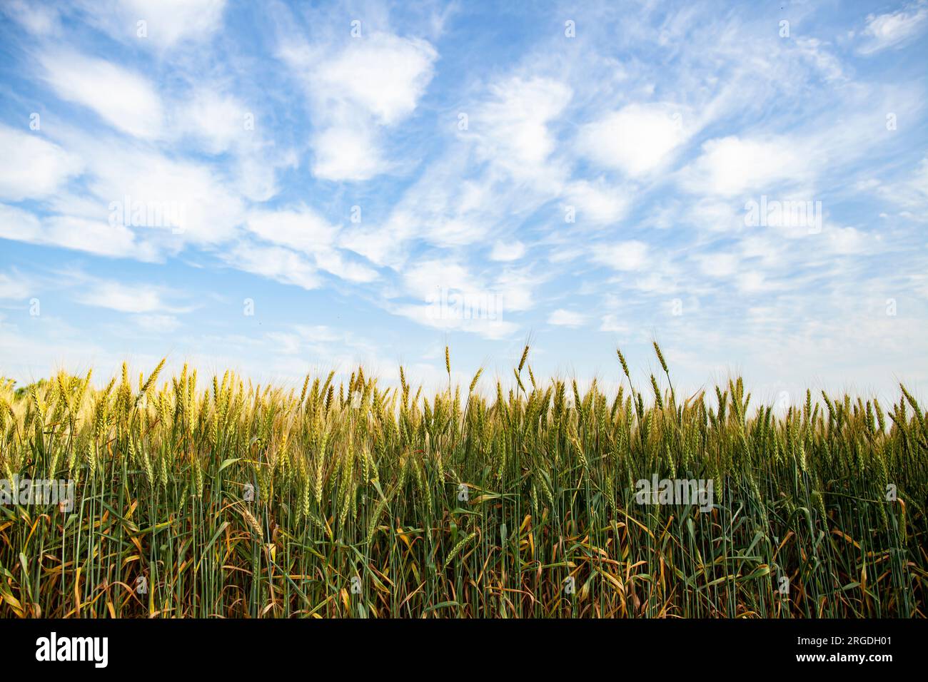 Green provision hi-res stock photography and images - Alamy