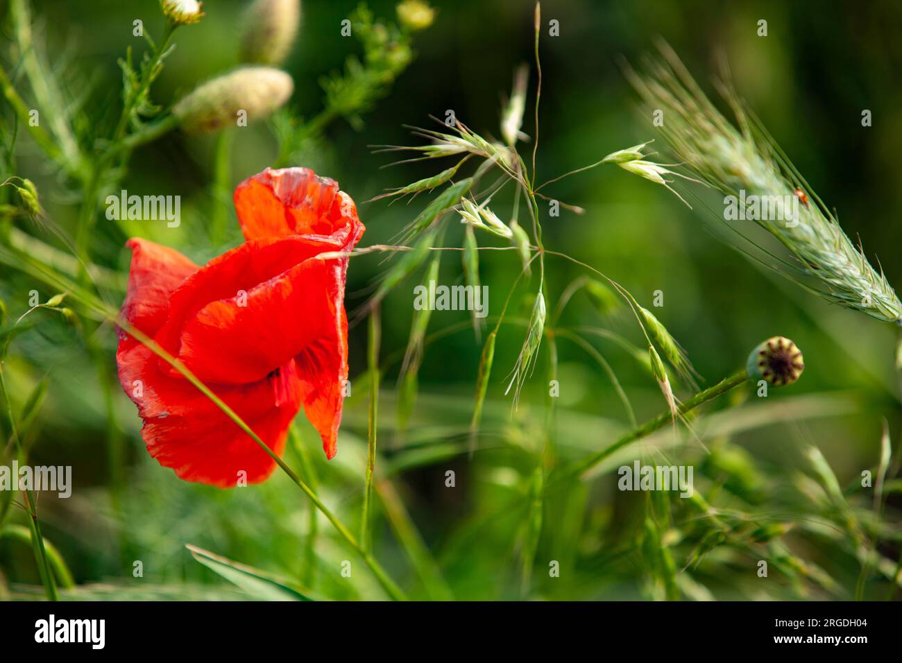 Faded wild poppy in the field. Close-up on soft green background Stock ...