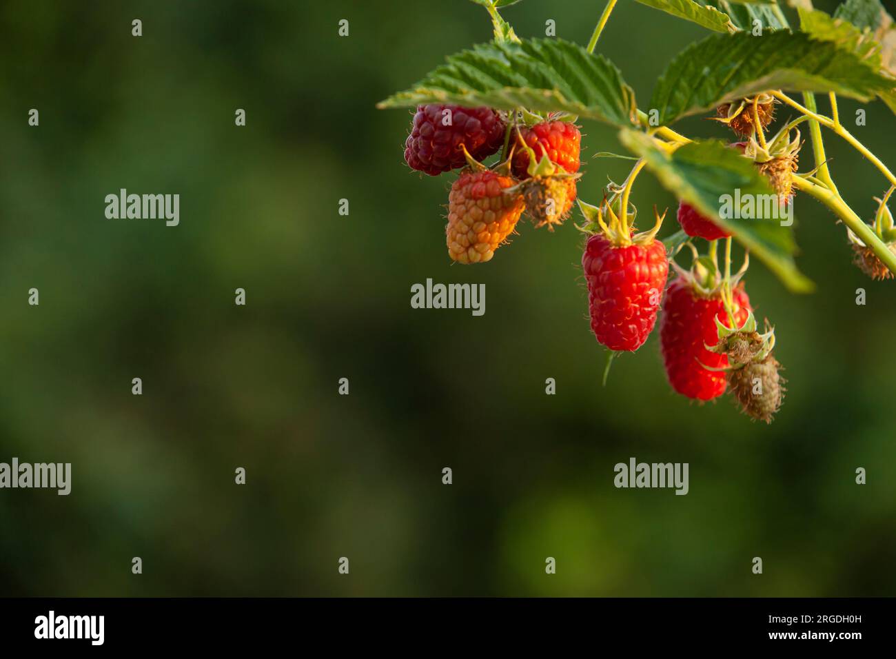 A bunch of raspberries ripen on a bush in the rays of sunset. Blurred ...