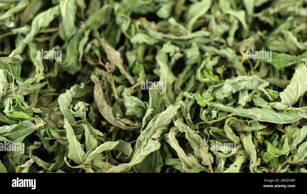 Dried mints hi-res stock photography and images - Alamy