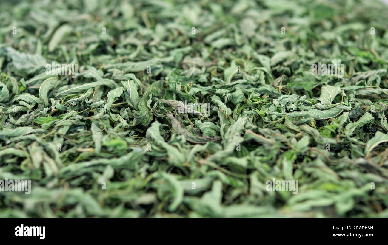 Winter mints hi-res stock photography and images - Alamy