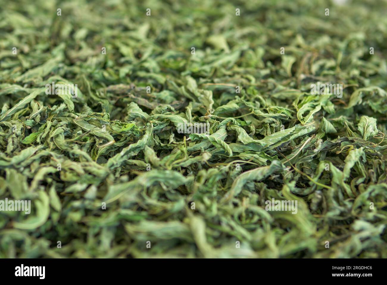Winter mints hi-res stock photography and images - Alamy