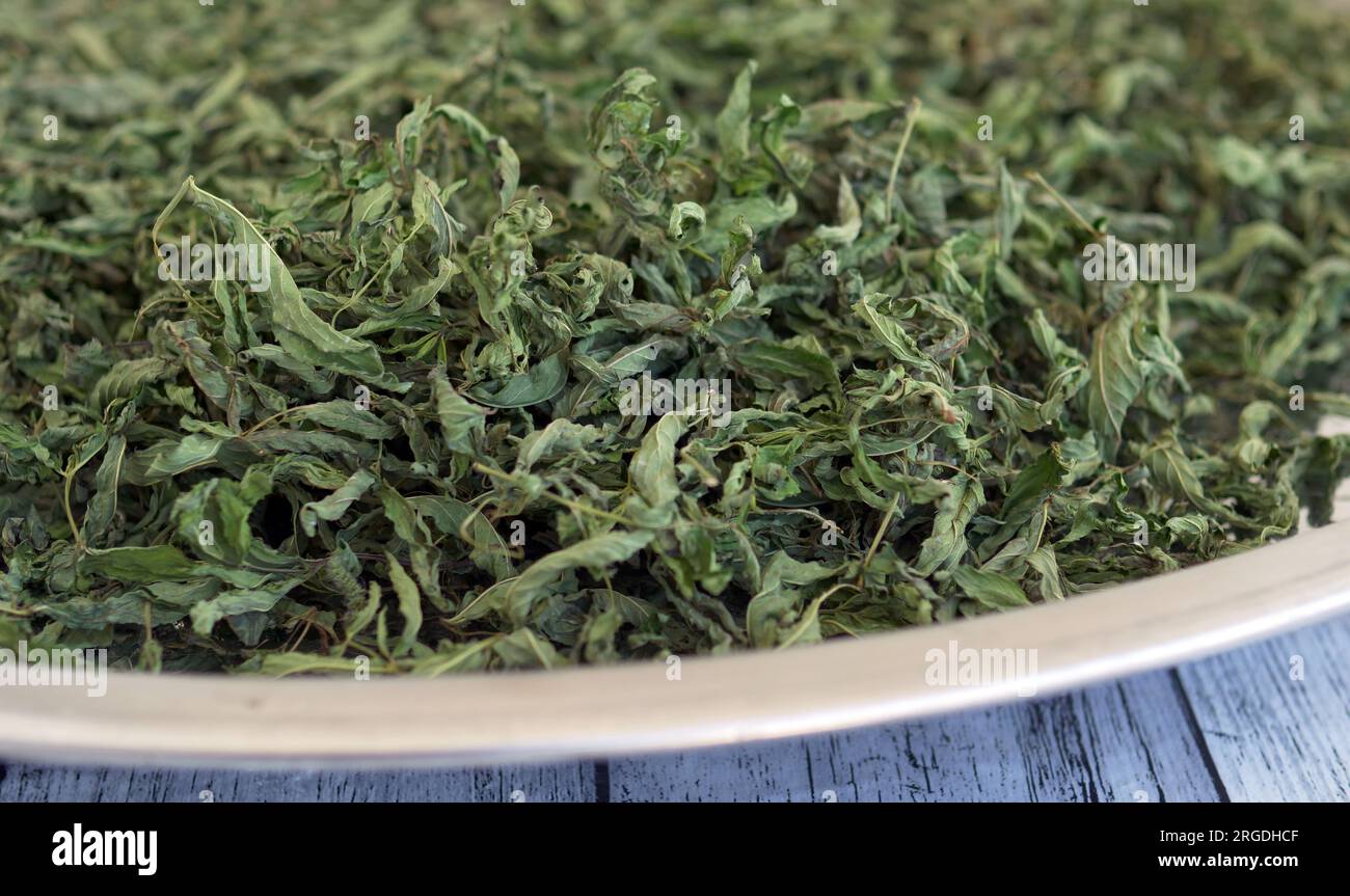 drying mint in the sunlight in the home environment, dried mint Stock ...