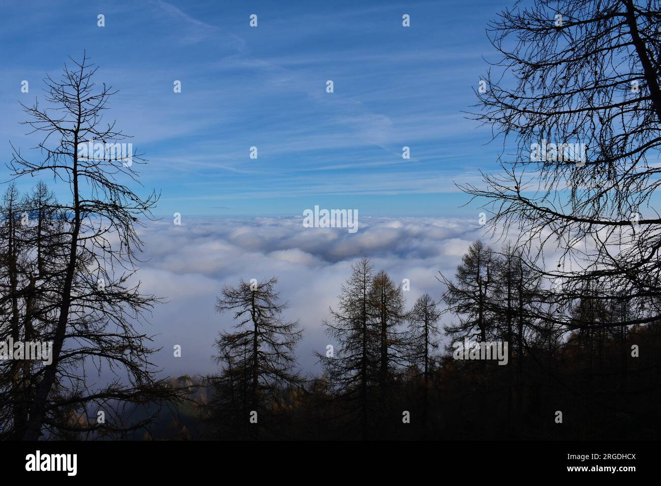 Low level stratus clouds covering the landscape and trees in front ...
