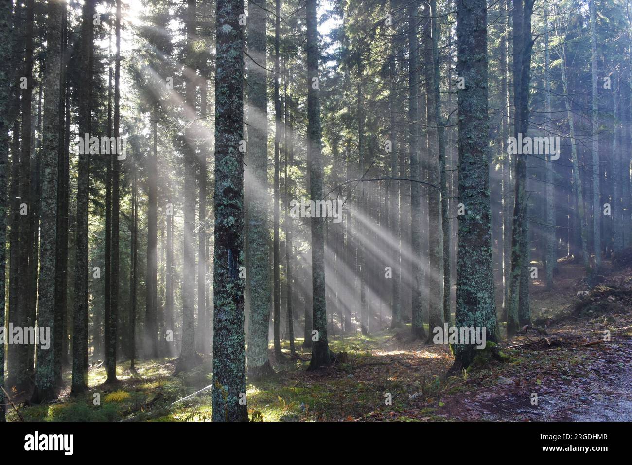 Conifer boreal hi-res stock photography and images - Alamy