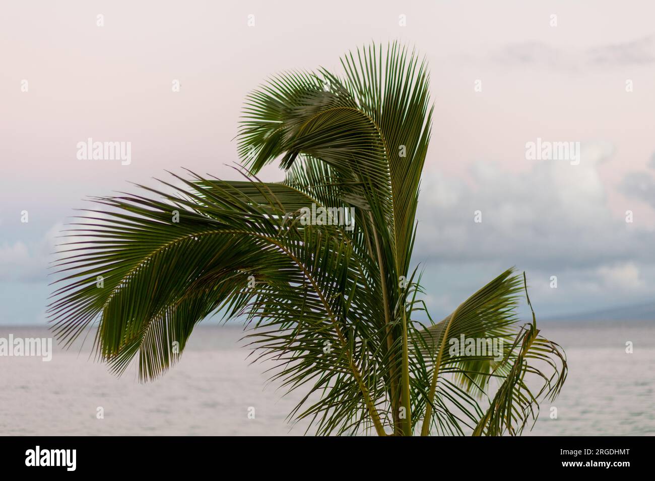 Palm Tree Blowing in Wind on Kaanapali Beach, Maui, Hawaii Stock Photo ...