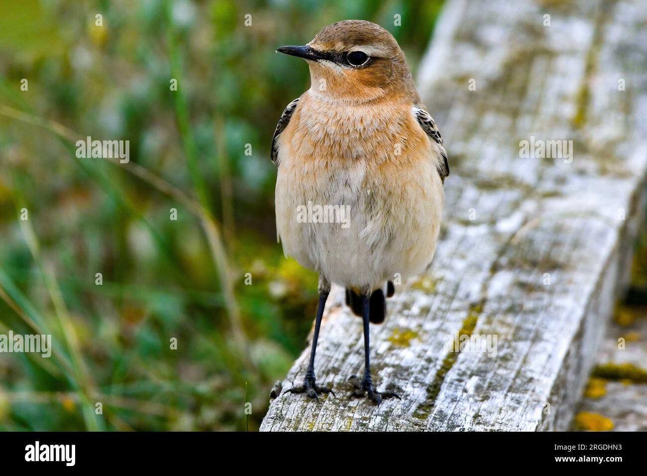 Northern Wheatear Female (Oenanthe oenanthe) at Gronant Dunes, UK Stock ...