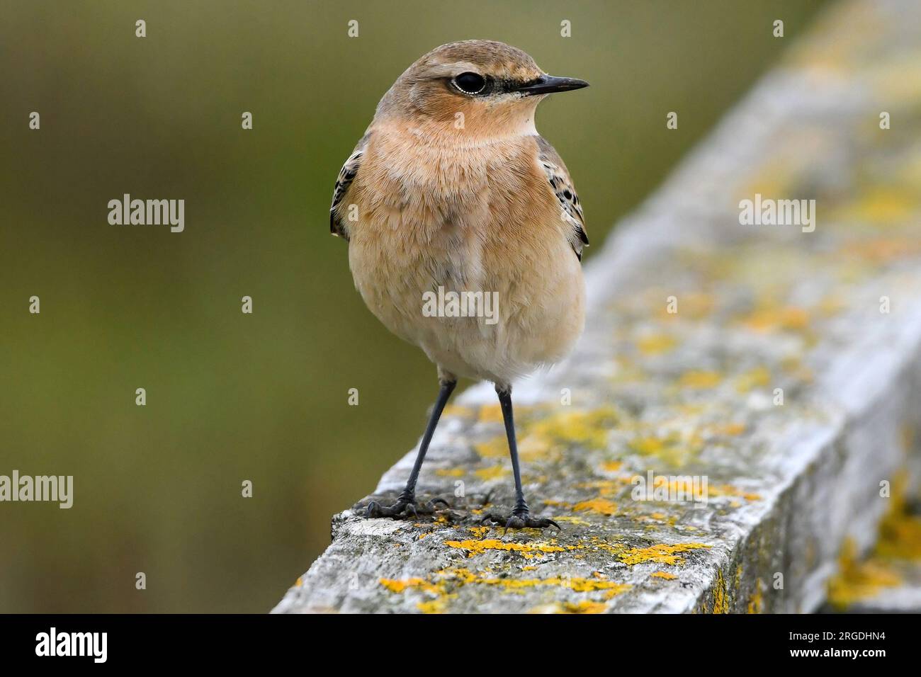 Northern Wheatear Female (Oenanthe oenanthe) at Gronant Dunes, UK Stock ...