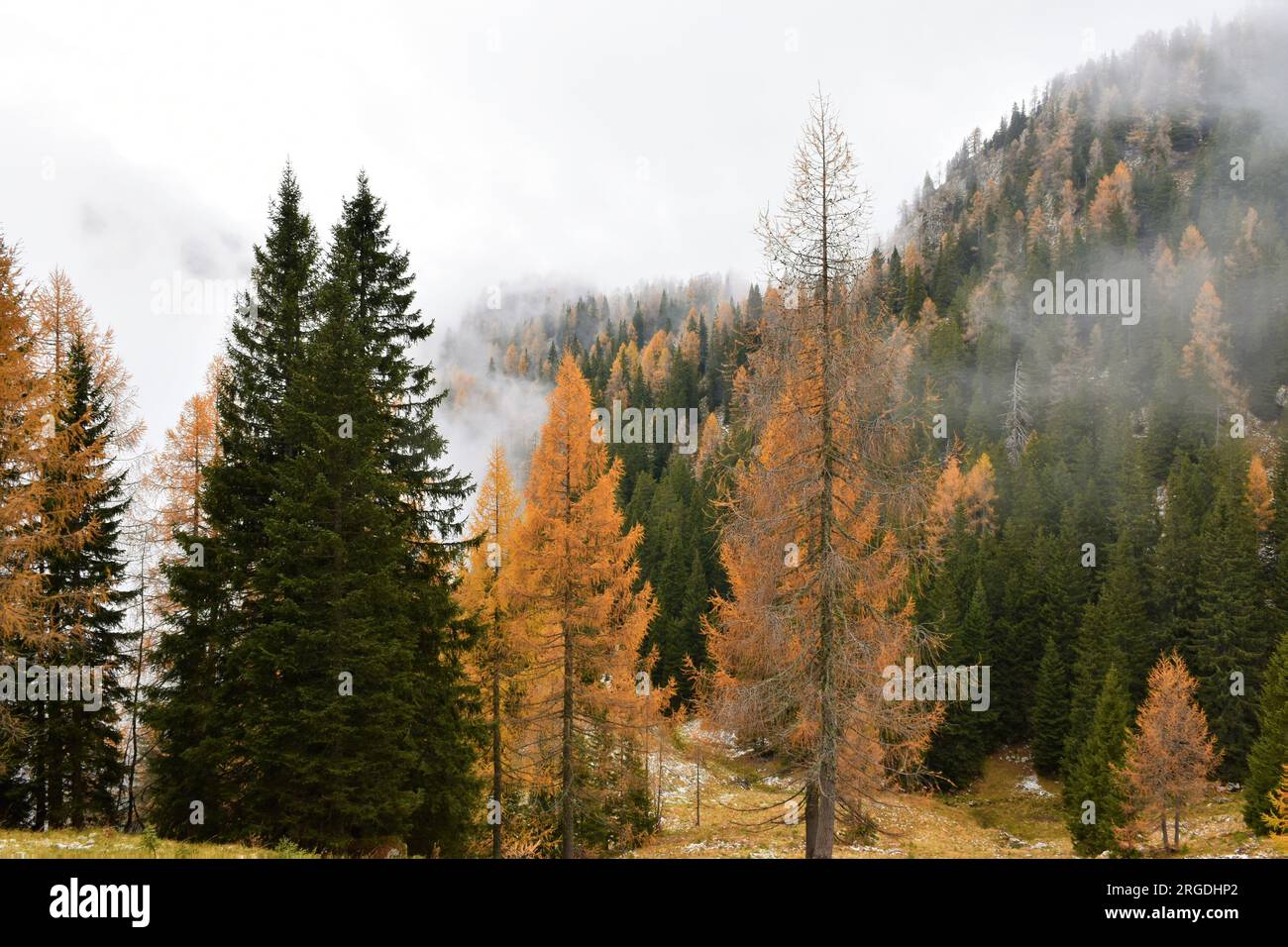 Alpine conifer mountain forest with spruce (Picea abies) and larch ...