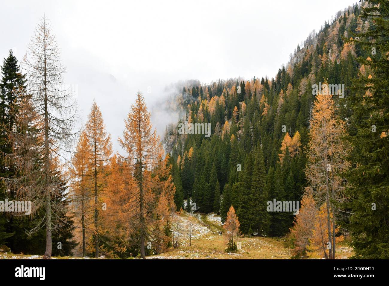 Autumn conifer mountain larch (Larix decidua) and spruce (Picea abies ...