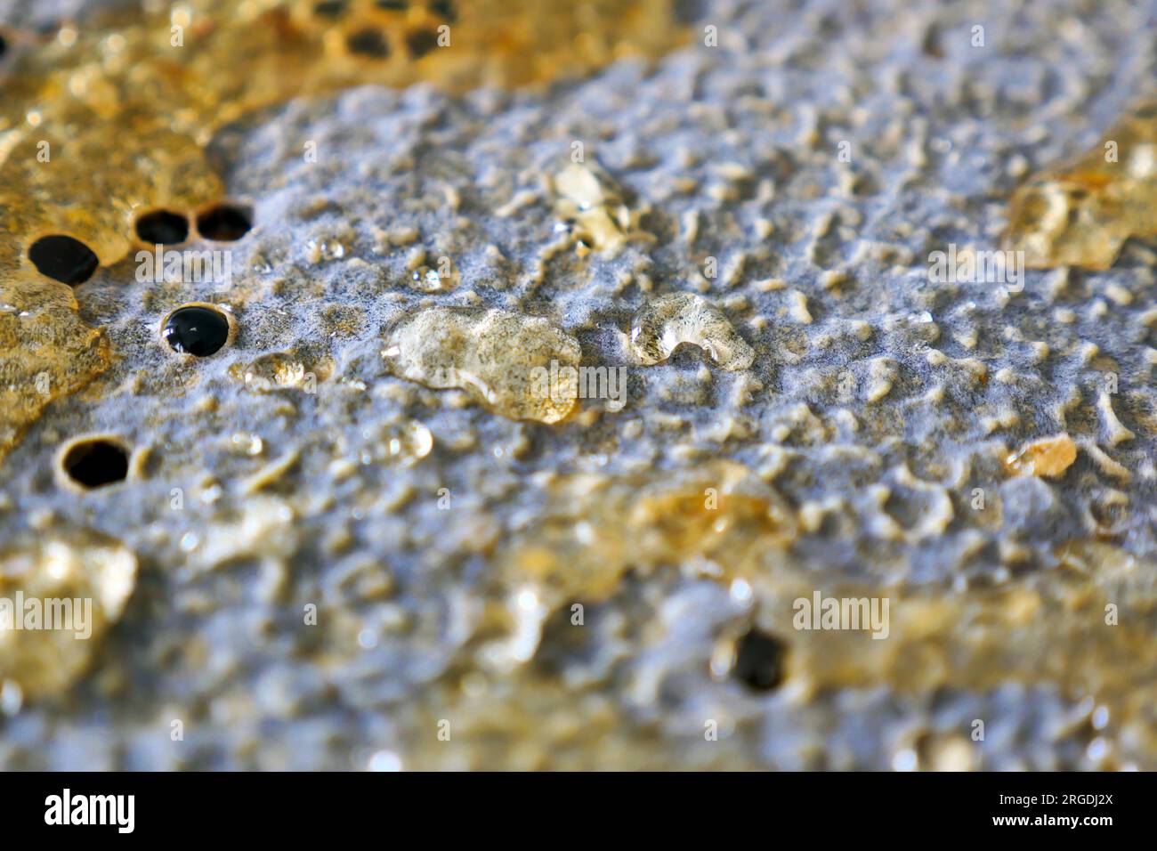 Honeycomb glaze cover hi-res stock photography and images - Alamy