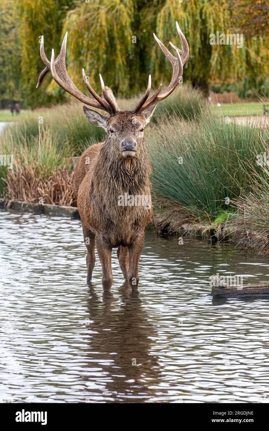 Stag standing in the water hi-res stock photography and images - Alamy