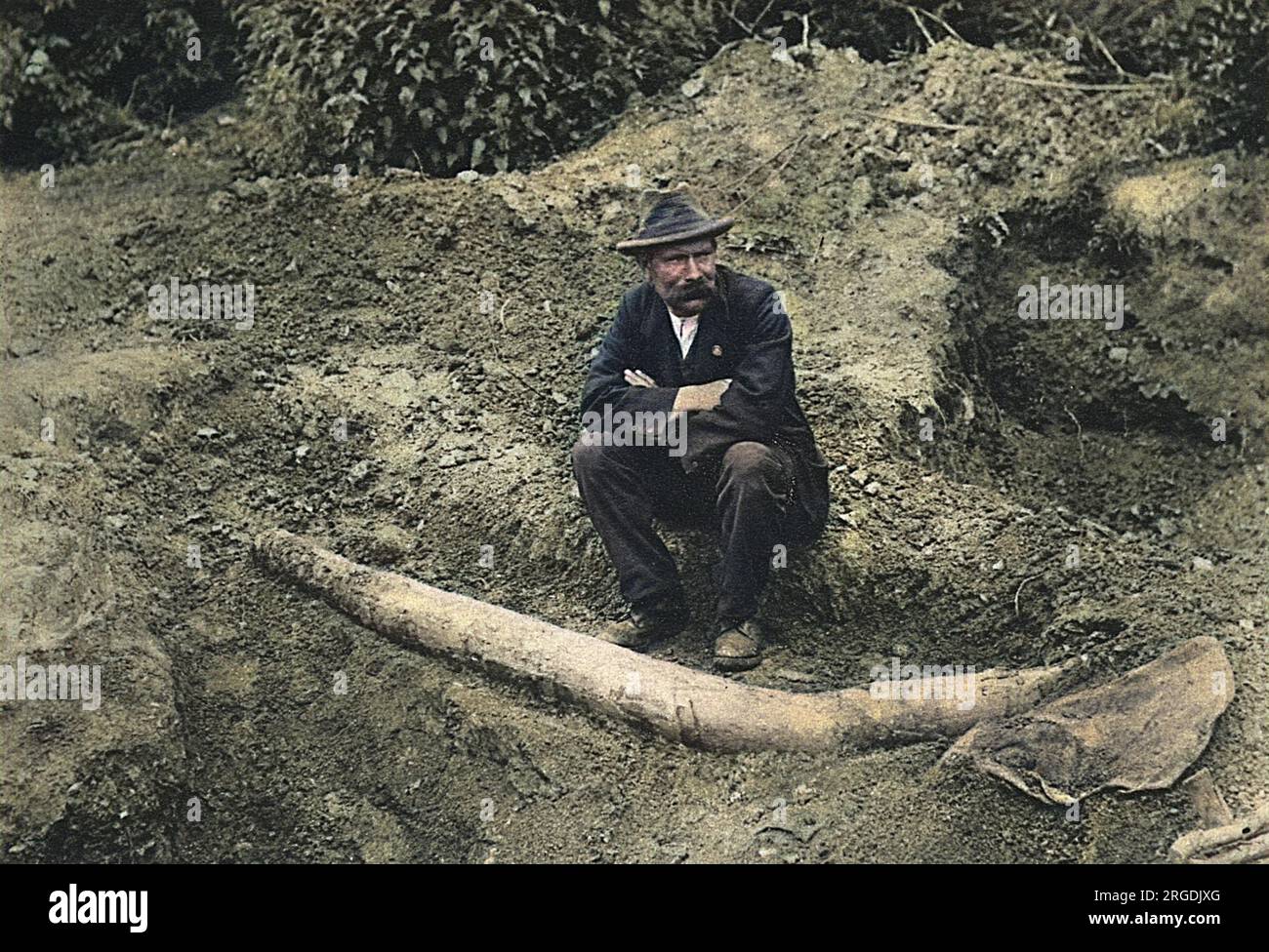 This is the first discovery of a pre-historic straight tusked elephant ...