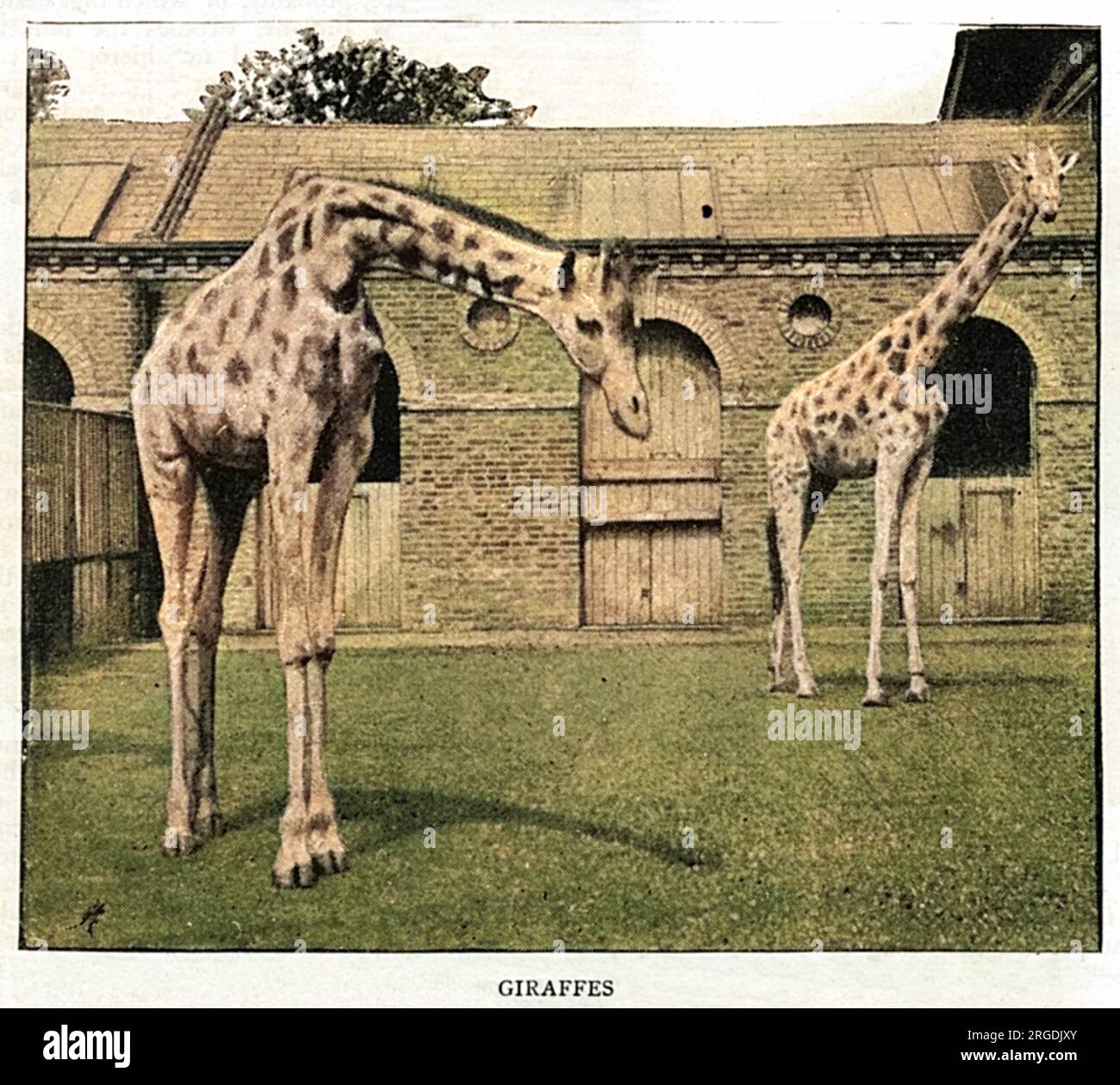 A pair of giraffes in London Zoo. London, was founded in 1828 and ...