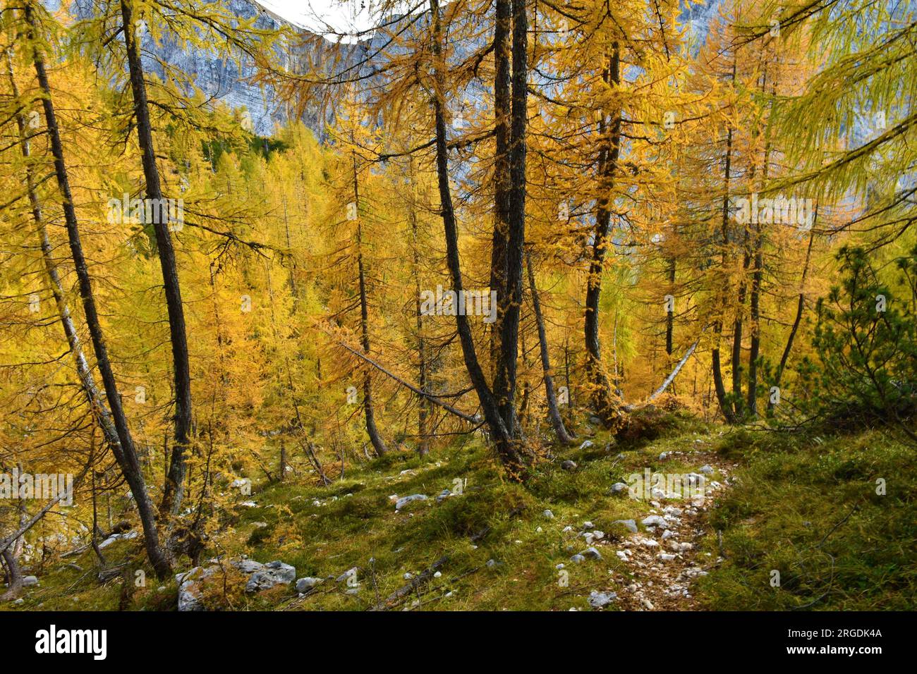 Golden colored larch (Larix decidua) forest Stock Photo - Alamy