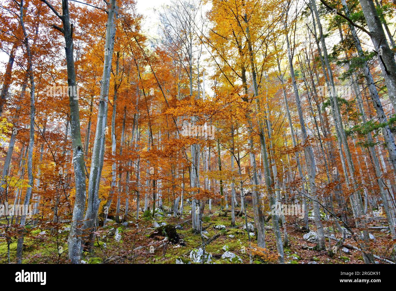 Colorful beech (Fagus sylvatica) forest in yellow, orange and red ...
