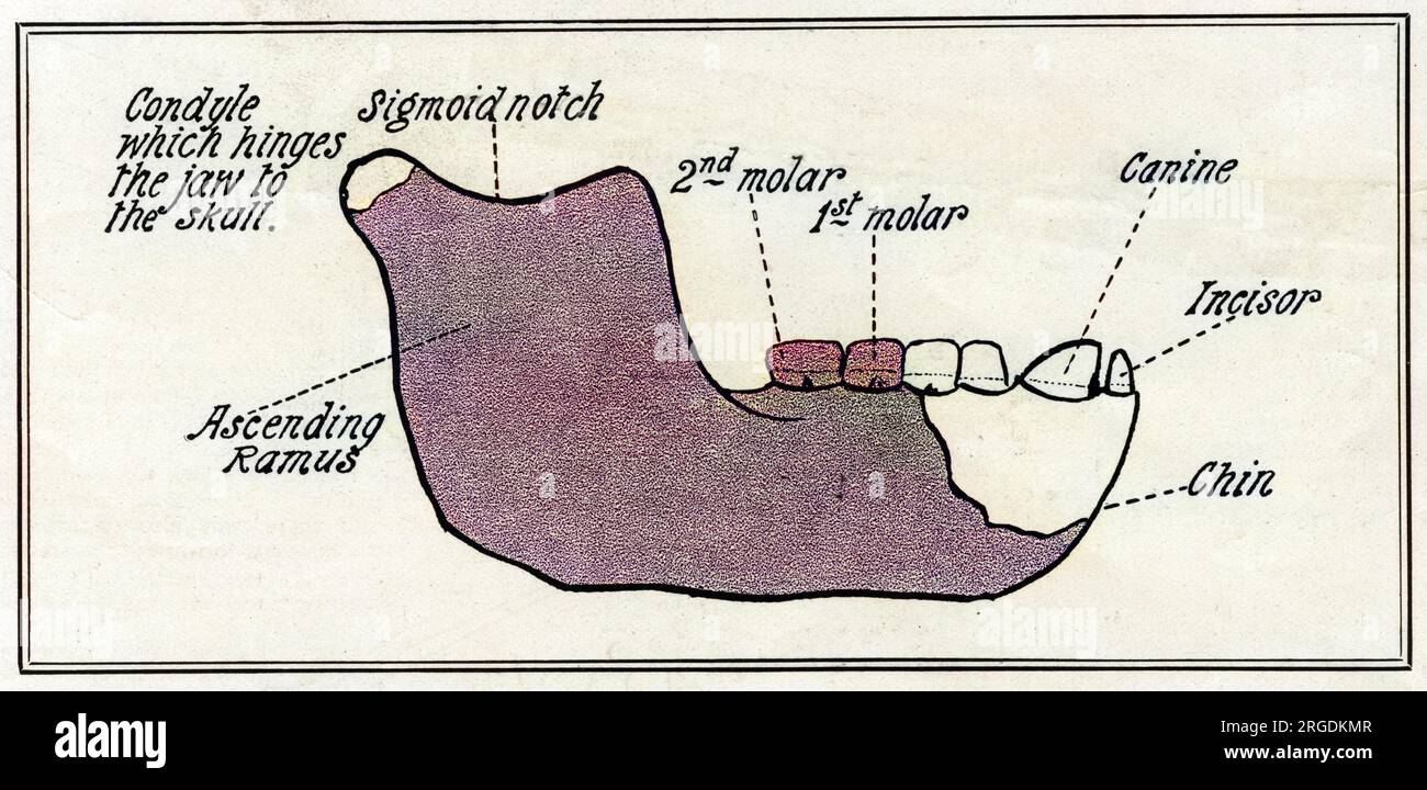 A drawing by W. P Pycraft of the restored jaw of the Piltdown Man ...