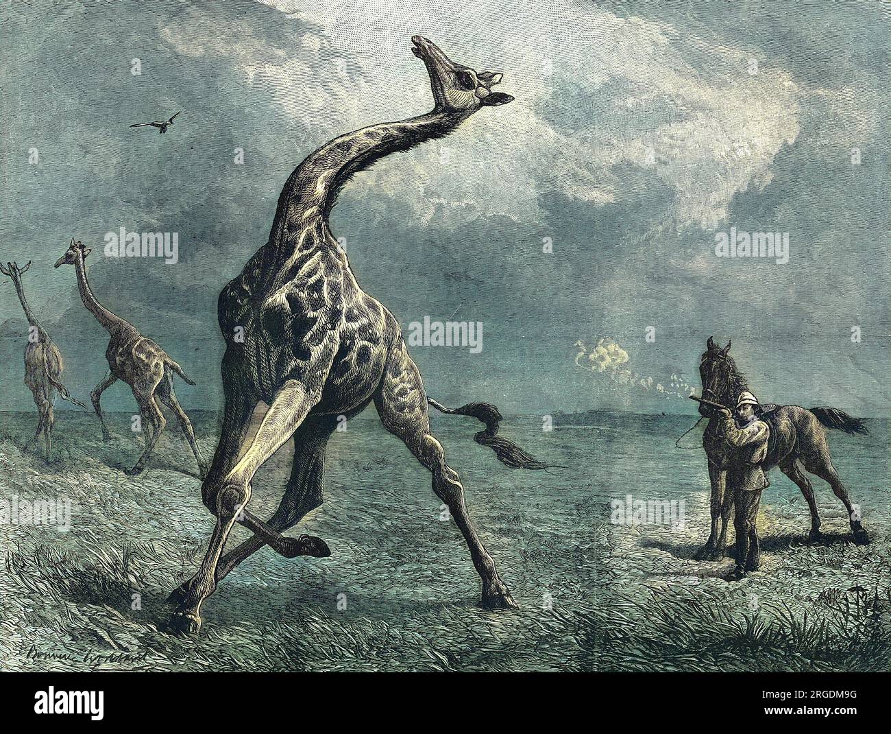 The Fall of the Giraffe. A giraffe is shot at close range by a hunter ...