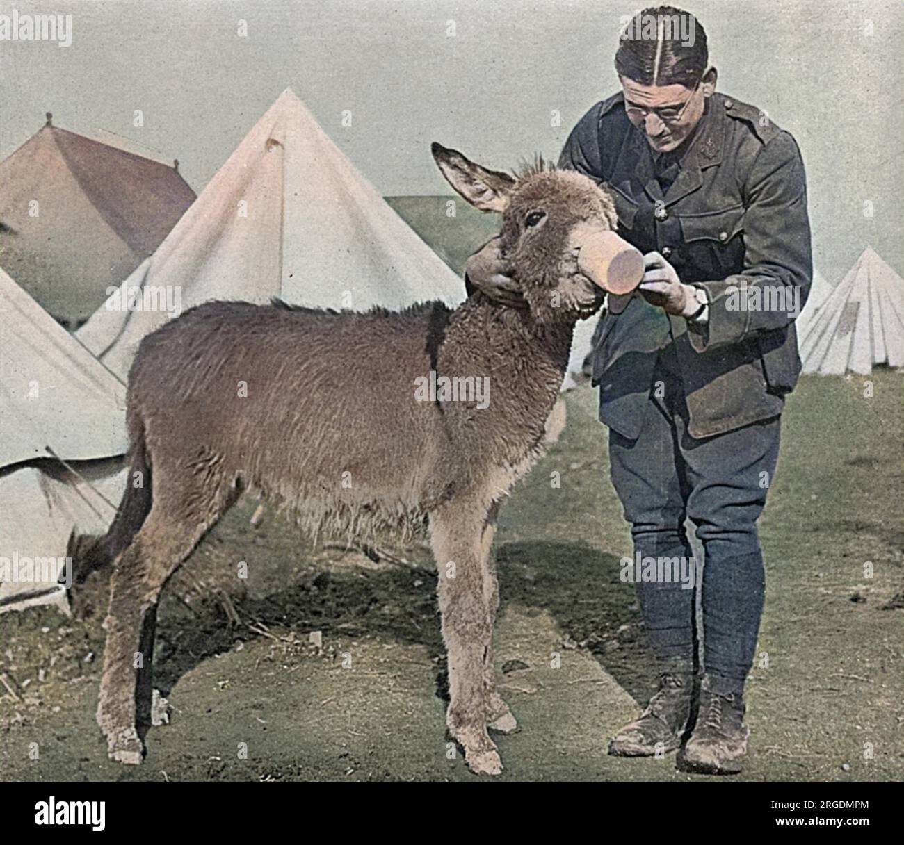 Animal breaking law hi-res stock photography and images - Alamy