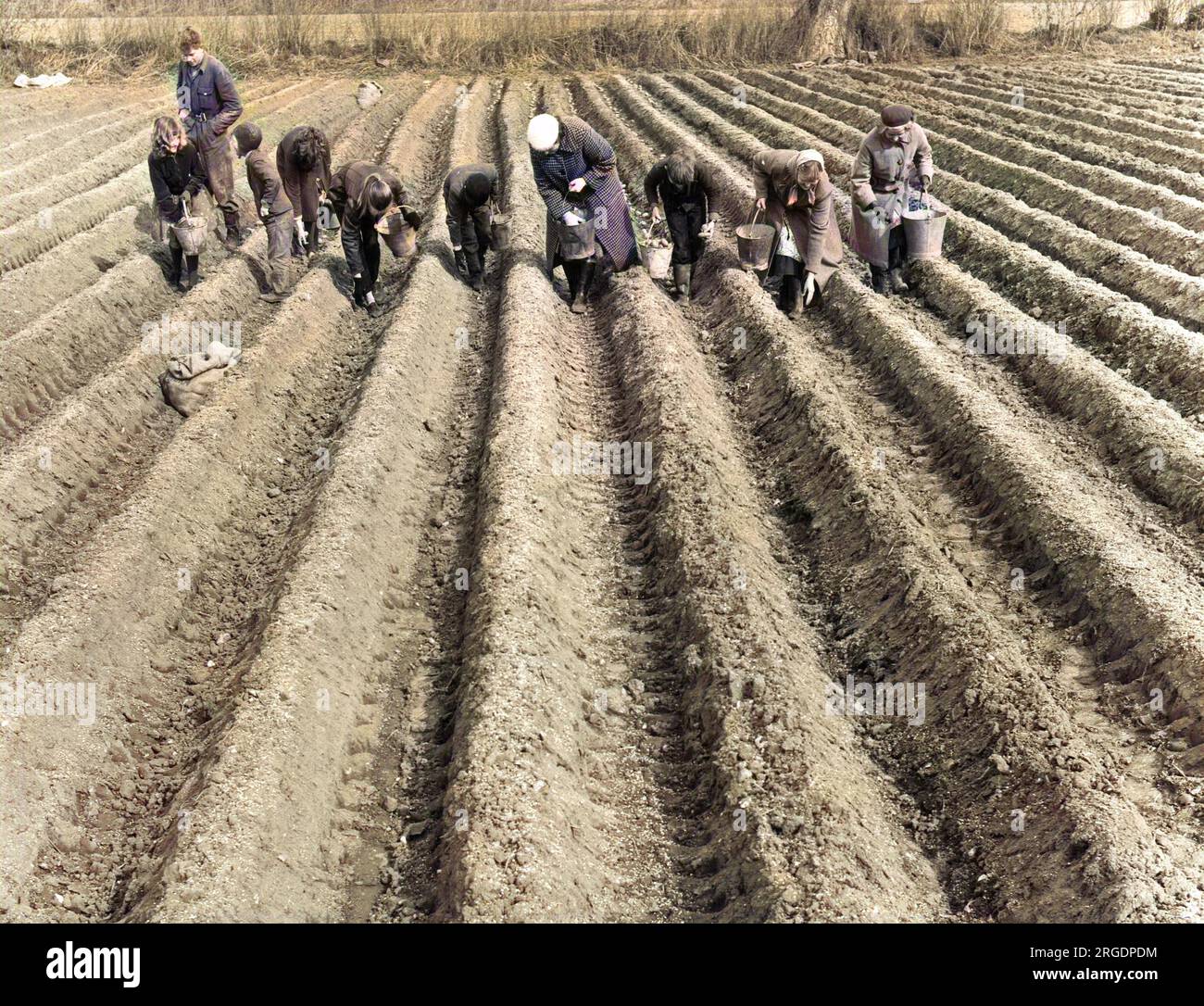 Young and old planting potatoes by hand on a farm in Suffolk, England ...