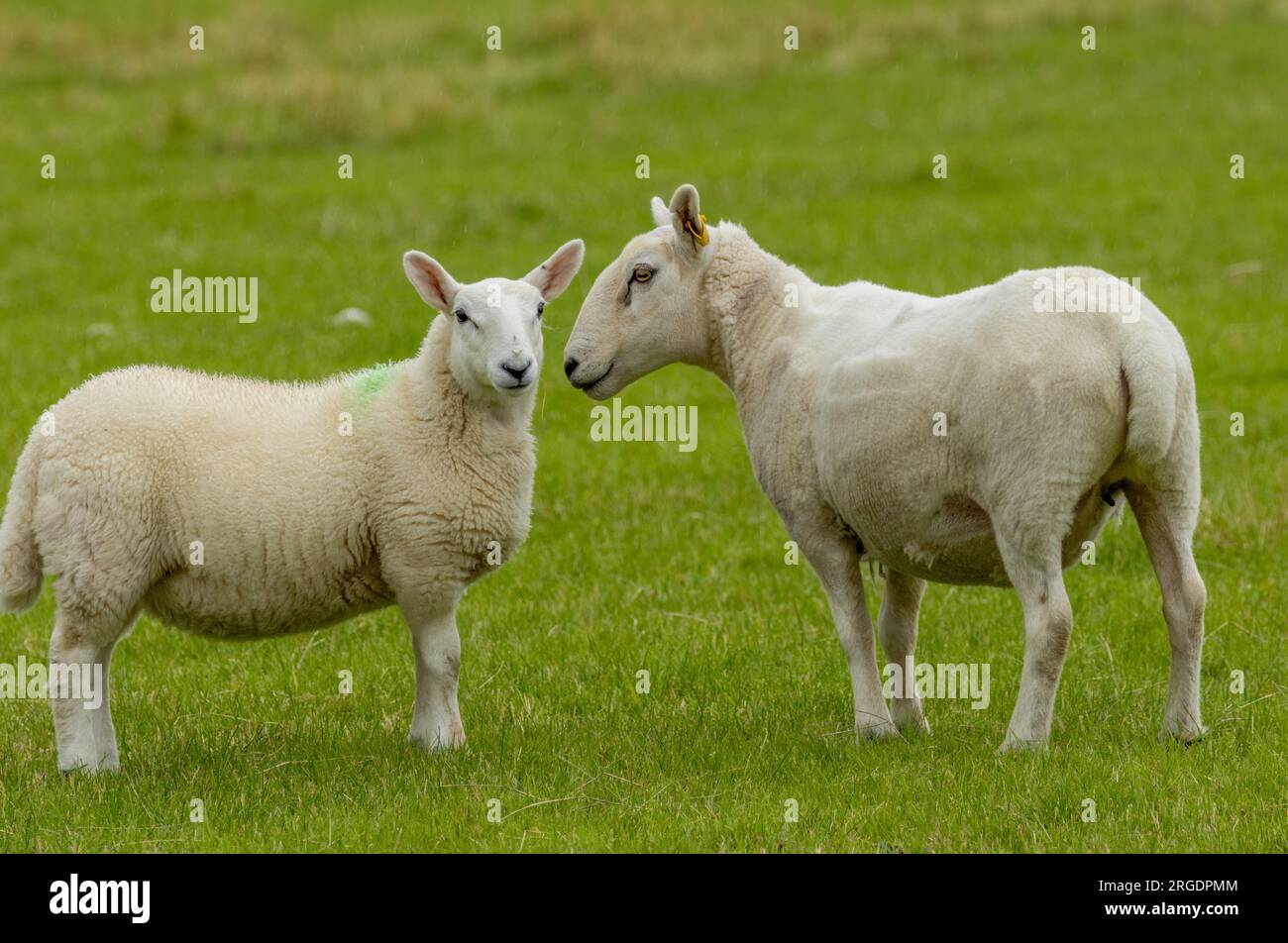 Mother and baby sheep, Ewe and large lamb, standing together in a green ...