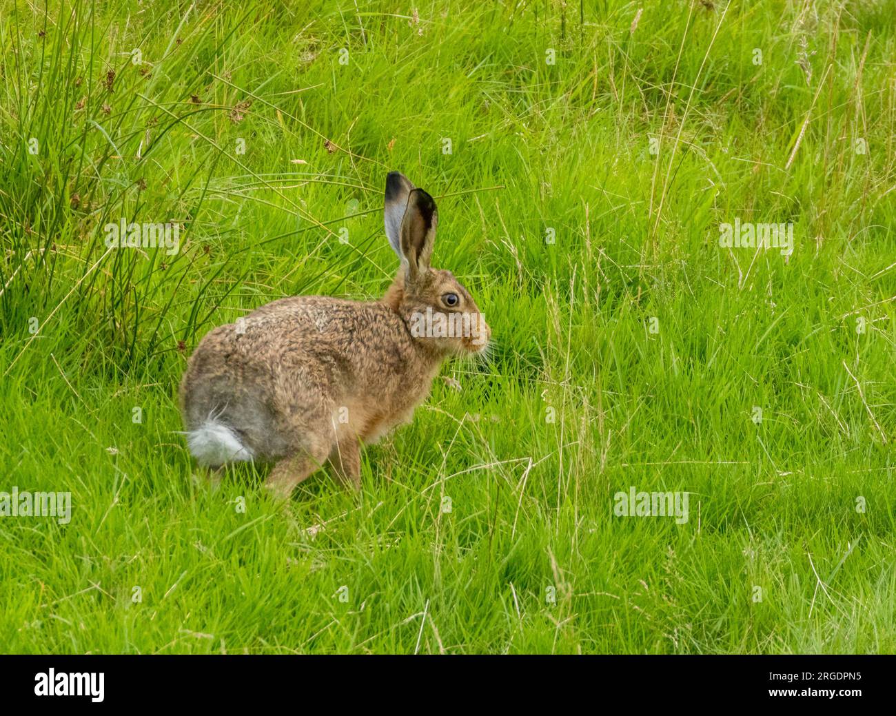 Wild brown hare in the rain in long grass in the sottish highlands with ...