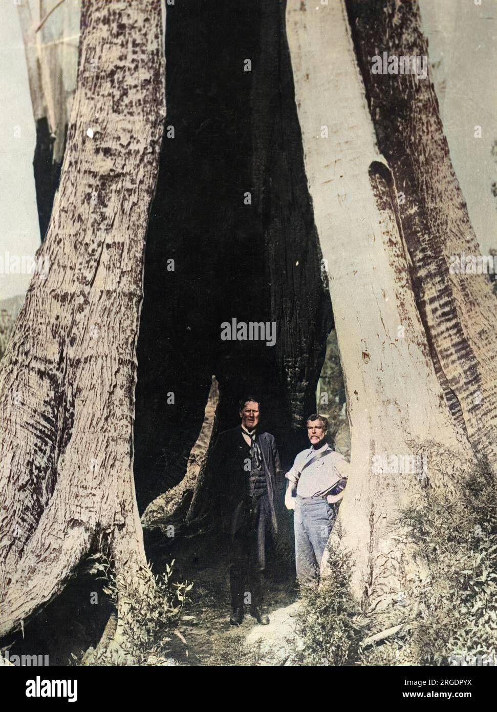 Two men under trees hi-res stock photography and images - Alamy
