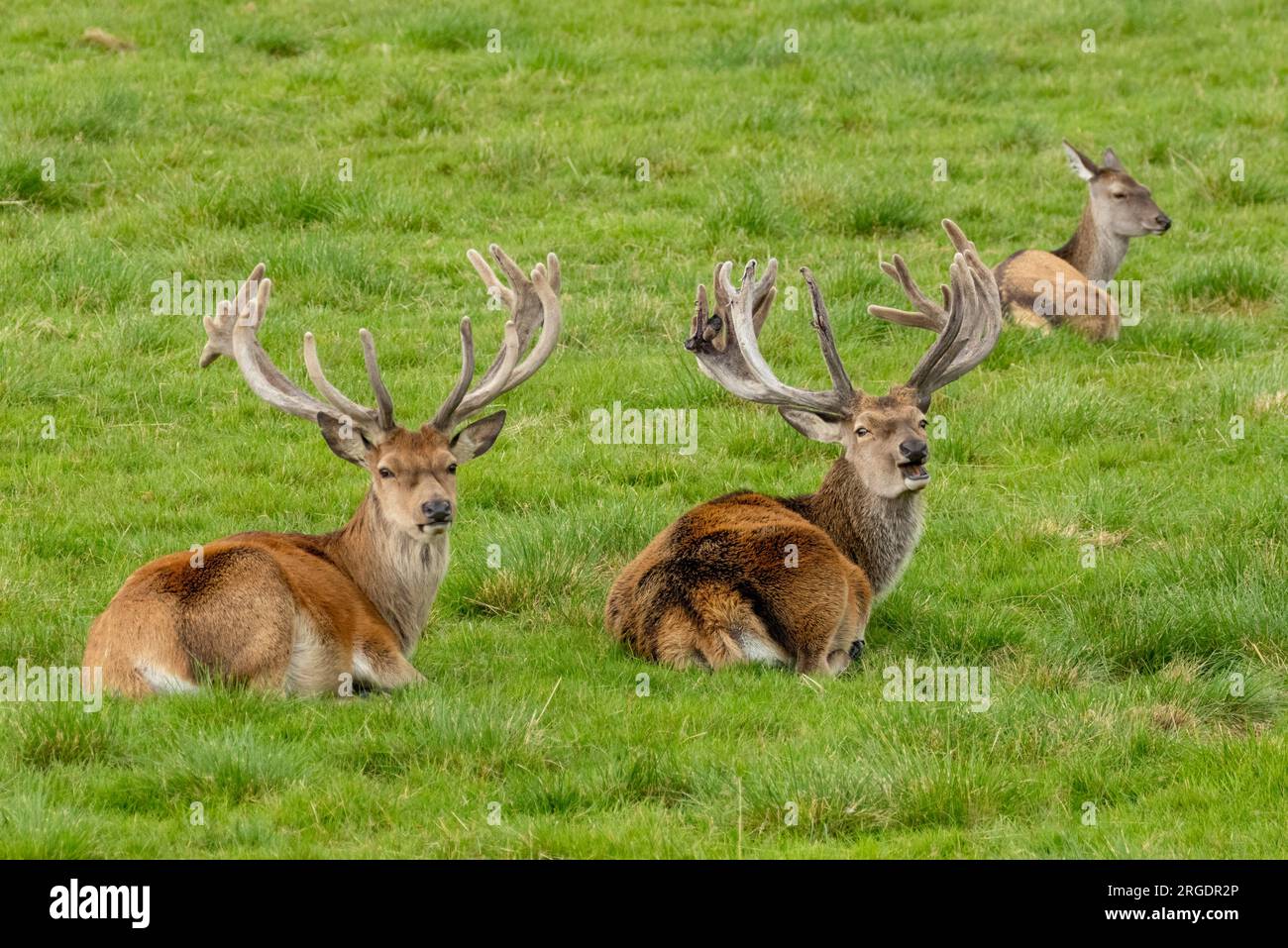 Two deer in a field hi-res stock photography and images - Alamy