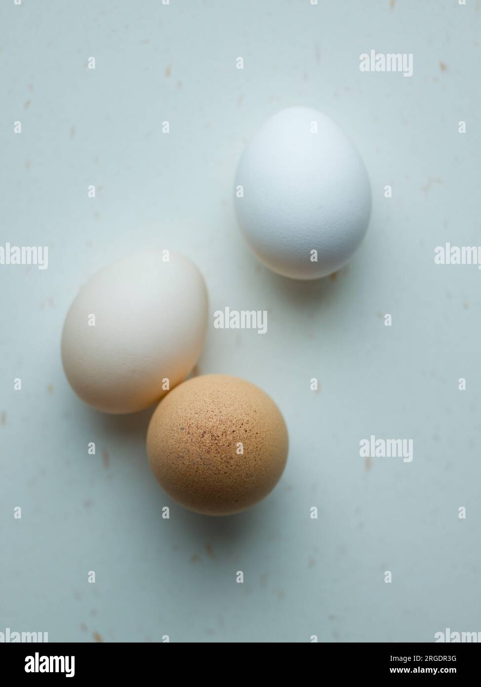 Egg colours vary hi-res stock photography and images - Alamy