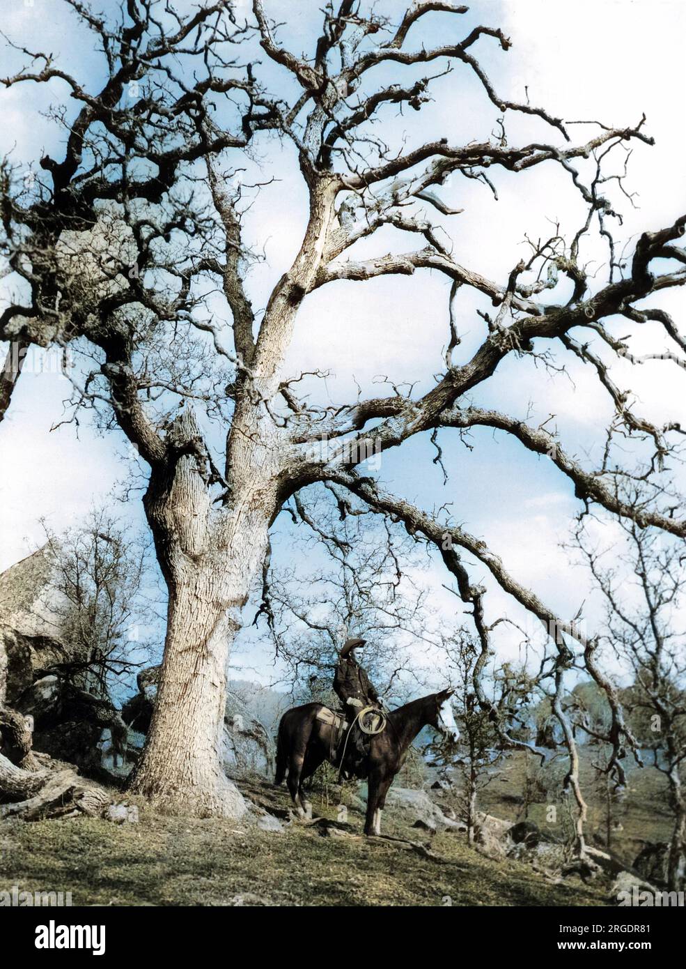 A genuine cowhand, on horseback under a huge gnarled tree, getting ...