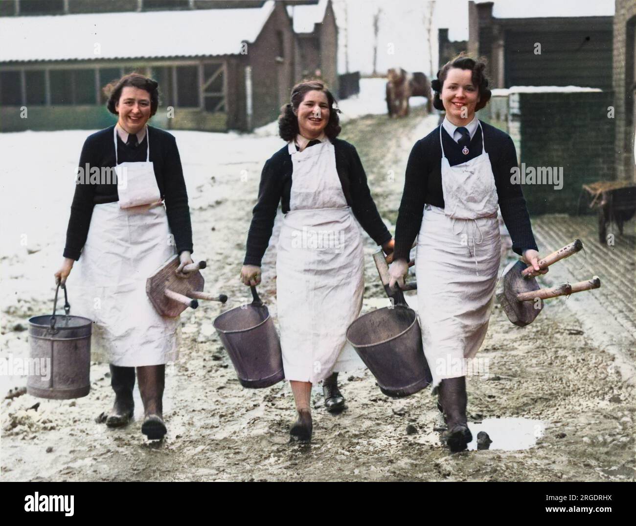 Land Girls working as milkmaids milking cows on a farm in Tooting ...