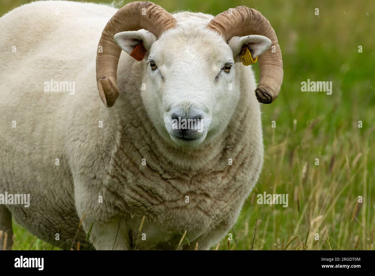 Sheep with horns hi-res stock photography and images - Alamy