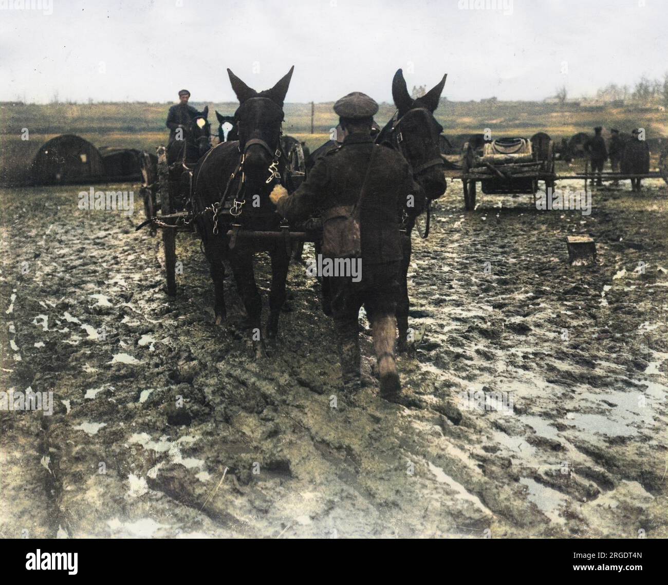 Mule teams crossing a muddy field near Arras, northern France, during ...