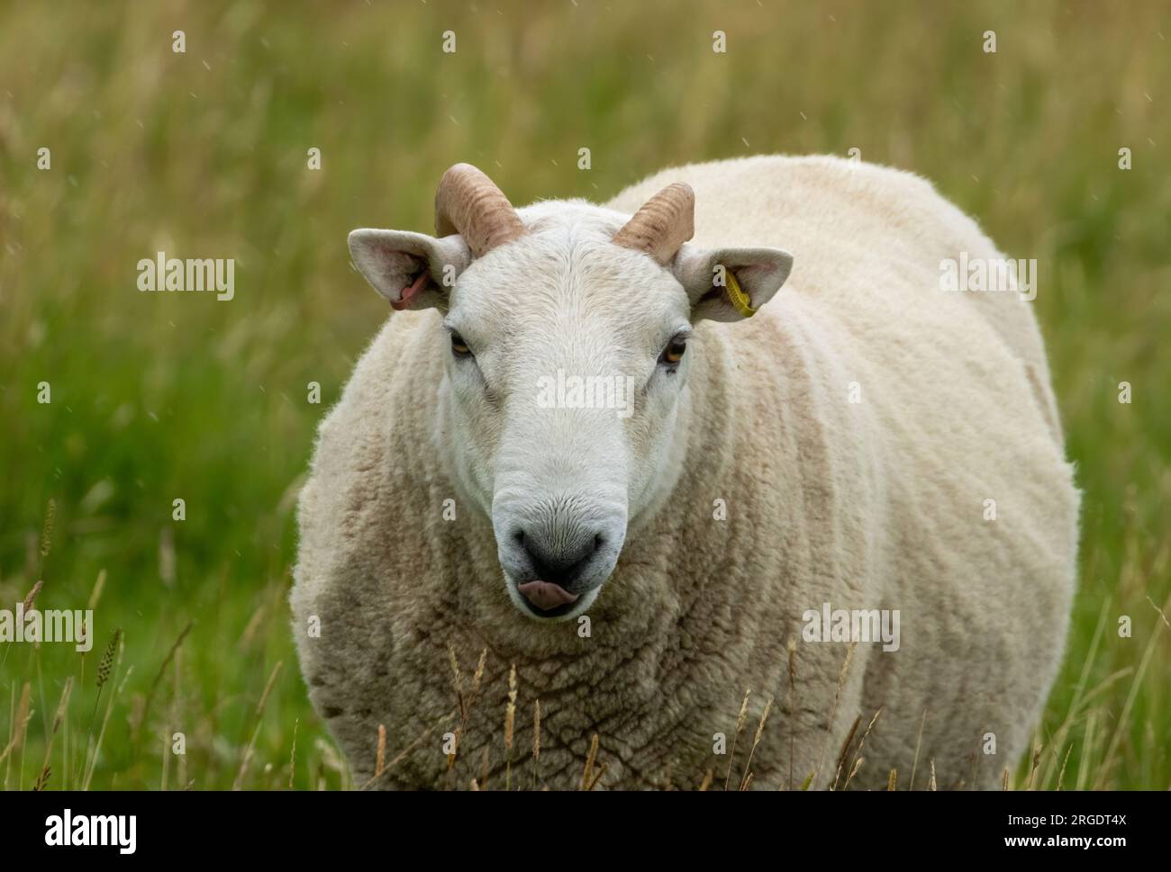 Big white sheep with horns in a green field Stock Photo - Alamy