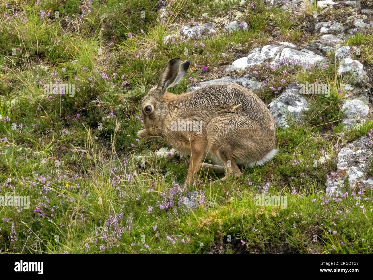 Wild brown hare in the rain in long grass in the sottish highlands with ...