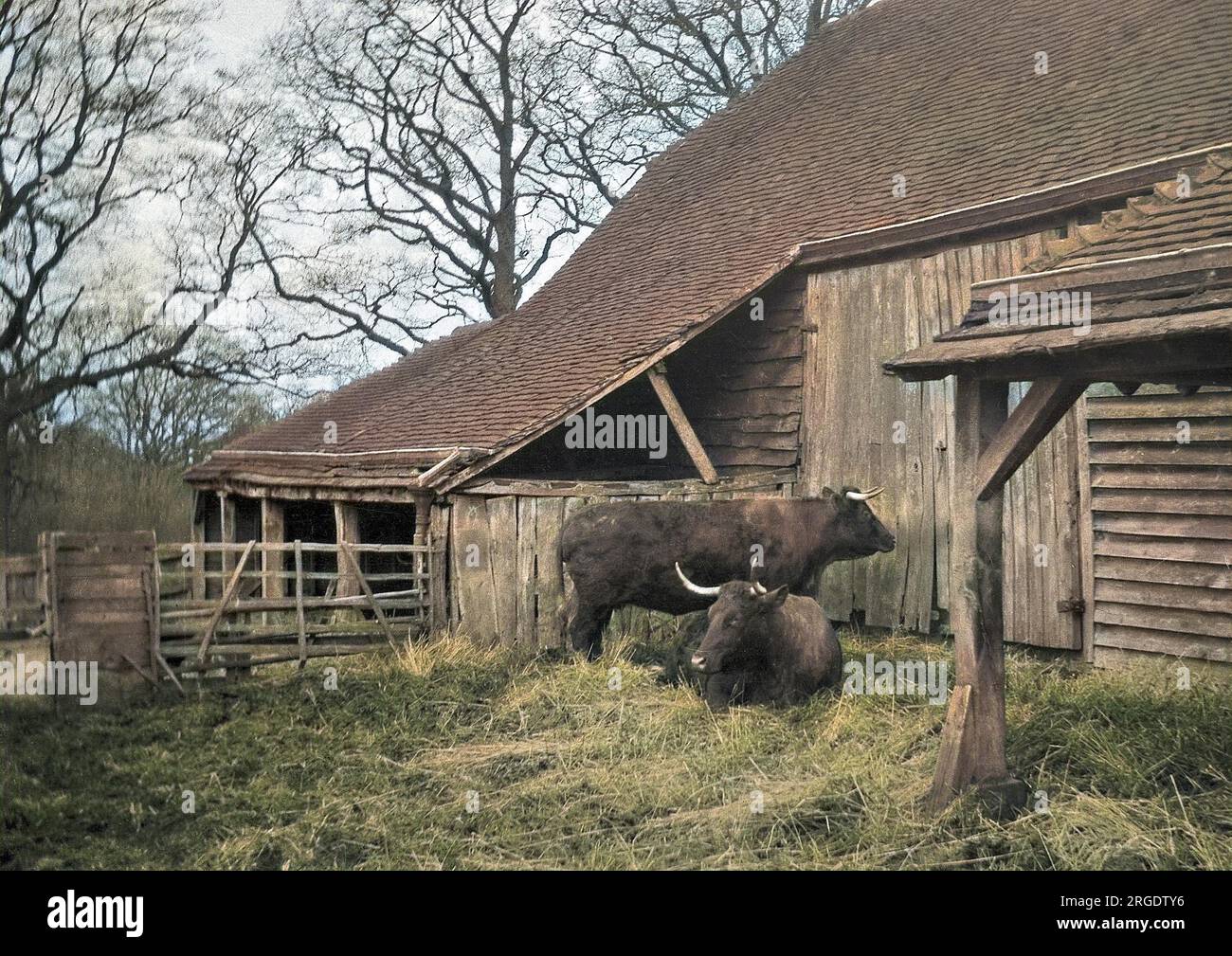 Two oxen hi-res stock photography and images - Alamy