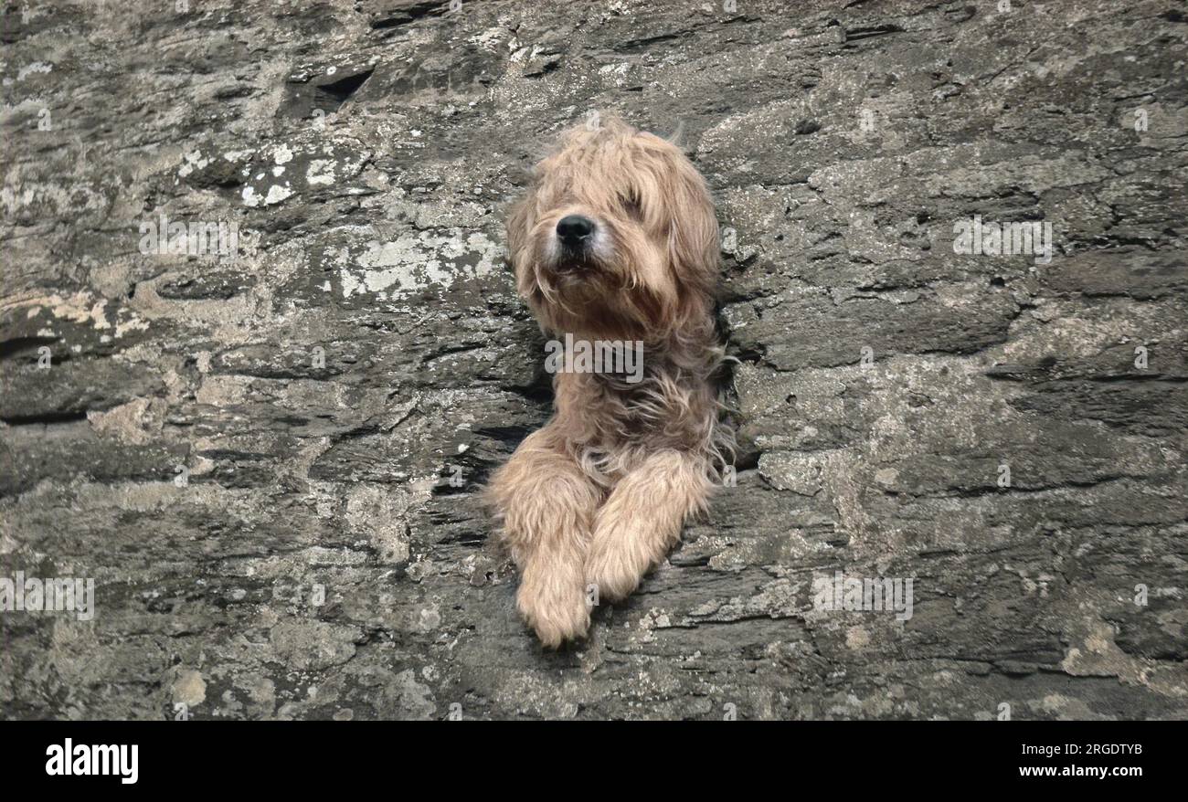 A cute shaggy dog sitting inside a hole in a stone wall at Newquay ...