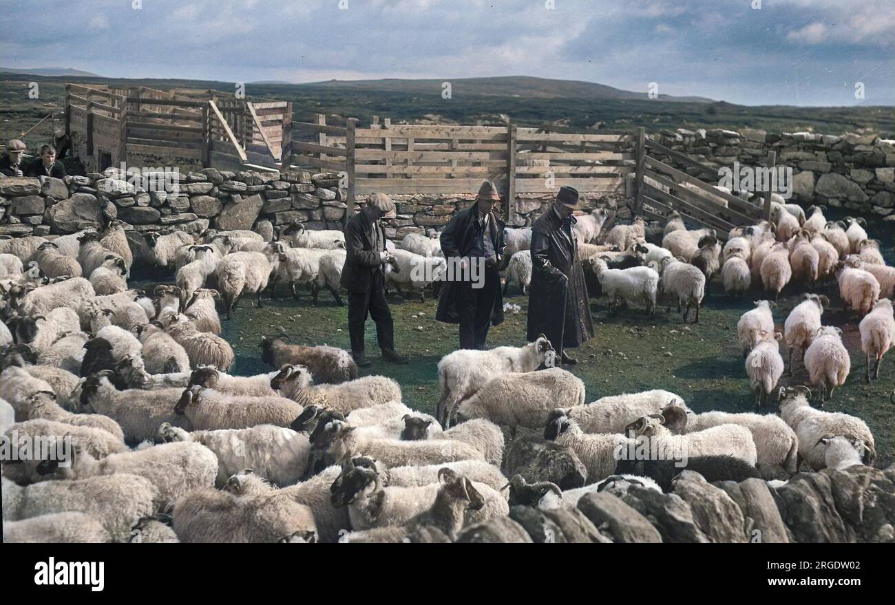 Shepherds at North Uist, Outer Hebrides, Scotland, with their sheep ...