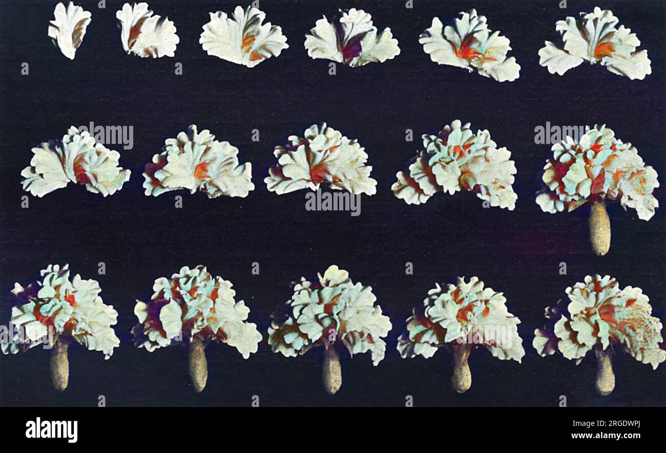 Carnation design hi-res stock photography and images - Alamy