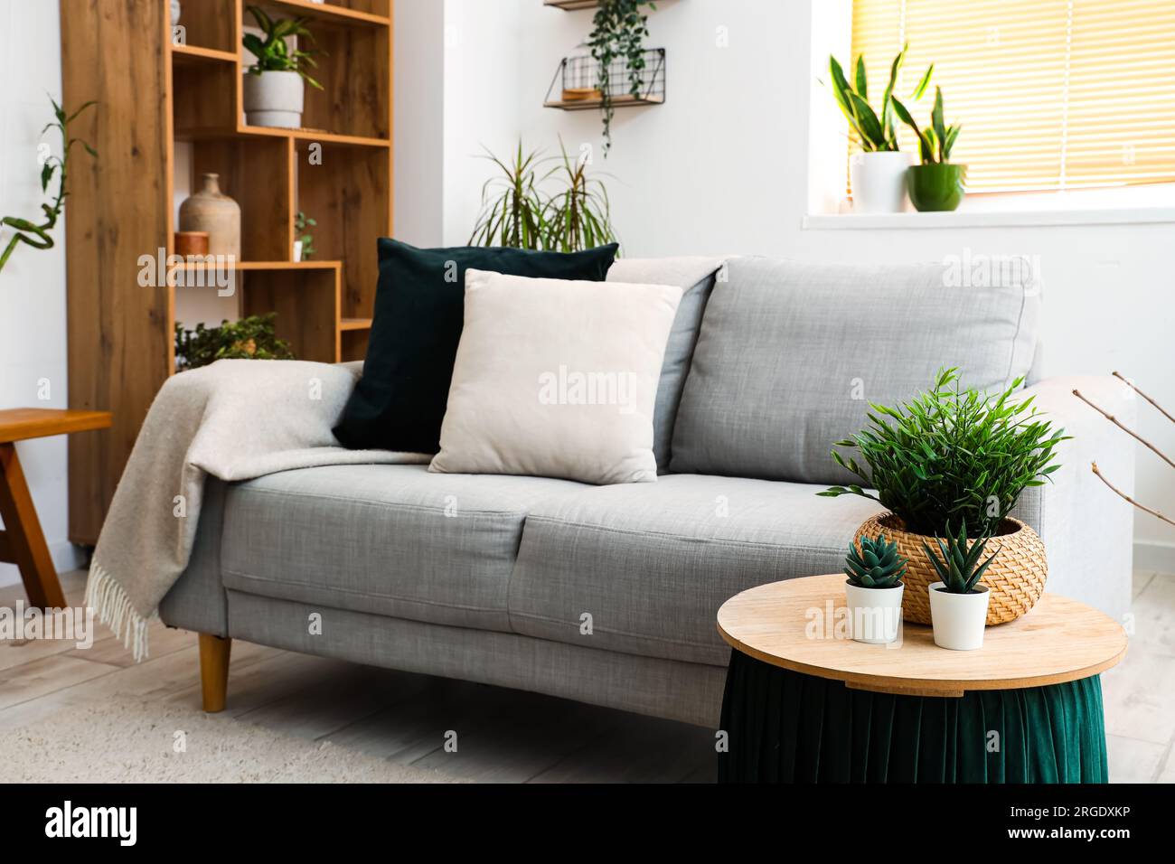 Interior of light living room with sofa and houseplants Stock Photo - Alamy